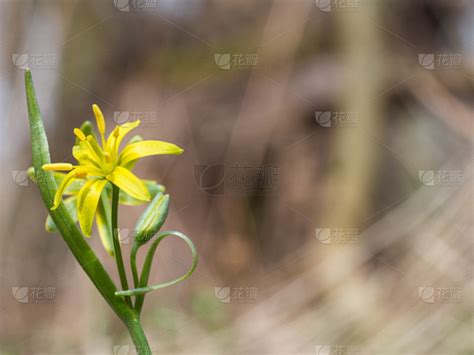 七瓣莲 黄色 草 春天 植物 户外 花坛 核对时间 草地 滕黄八叠球菌