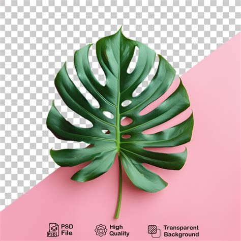 투명한 배경에 고립 된 열대 잎 Png 프리미엄 Ai 생성 Psd