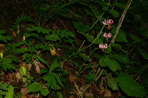 Primerki vrste turška lilija (Lilium martagon)