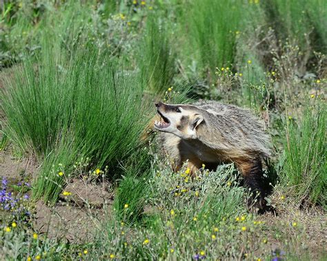 Badger Valles Caldera New Mexico Larry Lamsa Flickr