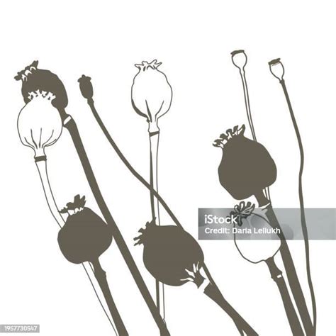 양귀비의 손으로 그린 벡터 회색 그림입니다 플로럴 프린트 0명에 대한 스톡 벡터 아트 및 기타 이미지 0명 건조한 꽃 나무 Istock