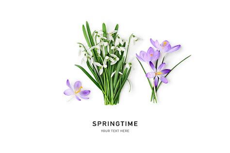 Snowdrop 와 Crocus 꽃 꽃다발 절연 통하고 있는 백색 배경 꽃 식물에 대한 스톡 사진 및 기타 이미지 꽃 식물 흰색 배경 컷아웃 Istock