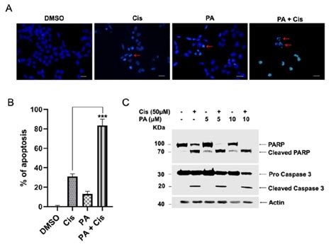 Planispine A Enhanced Cisplatin Induced Apoptosis A Fluorescence