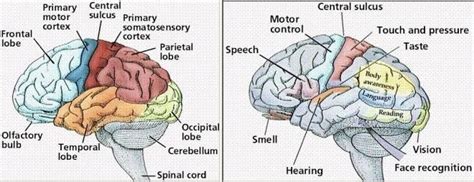 Primary Motor Cortex Motor Cortex Human Brain