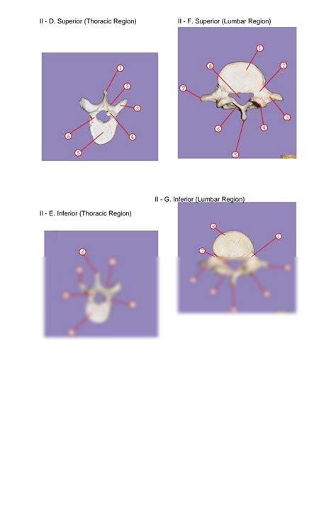 SOLUTION Group 1 Laboratory Worksheet 6 Skeletal System And Articular System Studypool