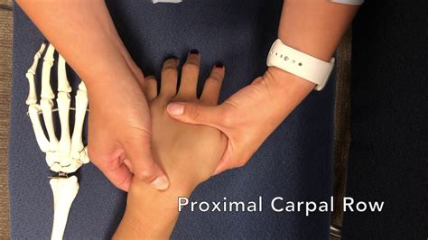 Proximal Carpal Row Palpation Youtube