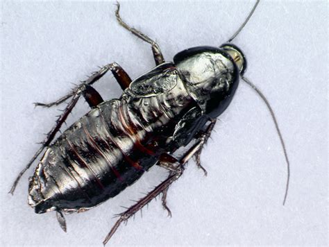 Ufifas Cockroach Photographs Cd Rom