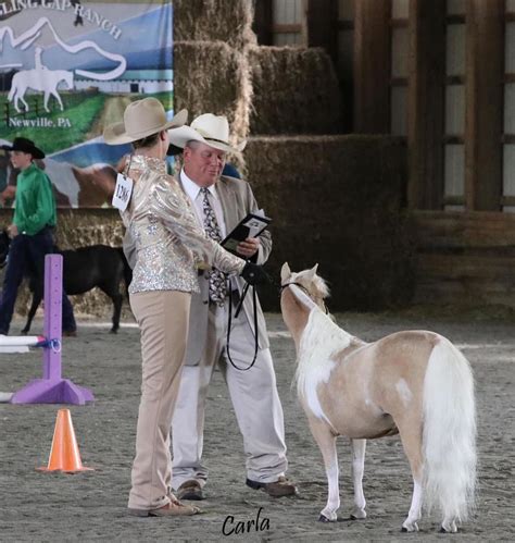 Class Of The All State Miniature Horse And Donkey Club Facebook