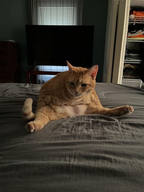 Big Girls Can Bend Too R Cats