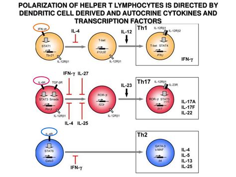 Ppt Effector T Cells Effector T Cell Functions Powerpoint Presentation Id 6101683