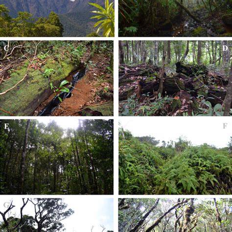 Examples Of Habitat Types Sampled And Assessed In Mount Guiting Guiting