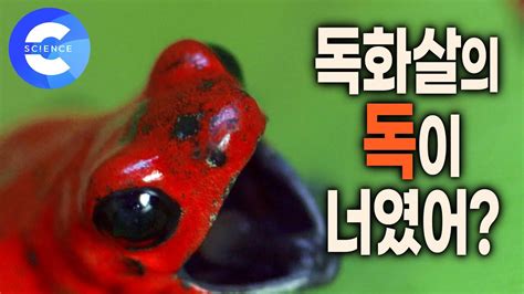 생태계 먹이사슬 파괴 🐸 뱀 잡는 개구리 독화살 만들 때 사용하는 개구리 독 품은 개구리 Youtube