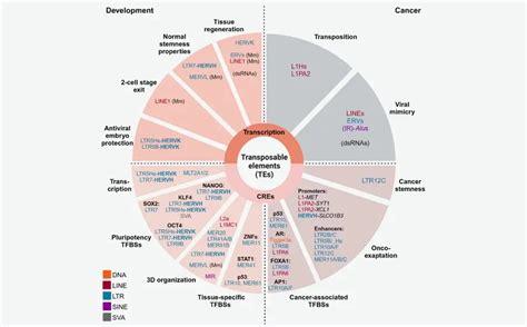 Transposable Elements As Drivers Of Dedifferentiation Connections Between Enhancers In