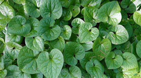 How To Plant Grow And Care For Wild Ginger