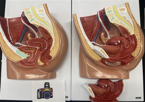 Female Reproductive Models Diagram Quizlet