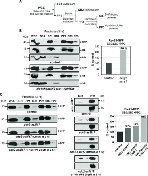 CDK Down Regulation Reduces Chromatin Binding Of The LinE Component