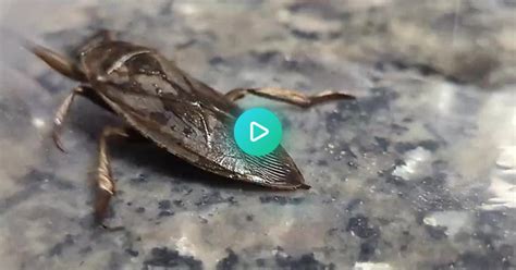 Toe Biter Album On Imgur