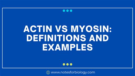 Actin Vs Myosin 14 Differences And Examples