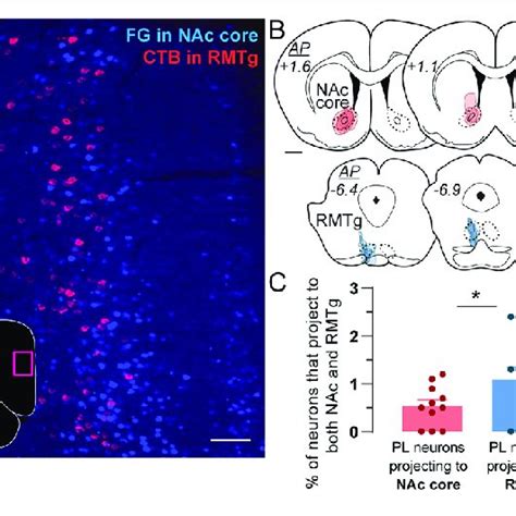 Retrograde Tracing Of Prelimbic Pl Neurons Projecting To Nucleus Download Scientific