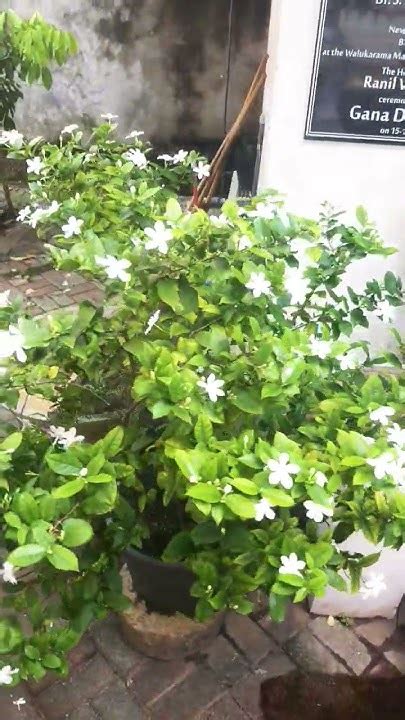 මල් පිරුනු ඉද්ද පෝච්චි My Small Flowers Garden Youtube