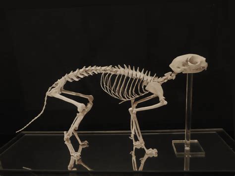 Artstation Cat Skeleton Resources