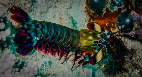 Peacock Mantis Shrimp Photographs Seaunseen
