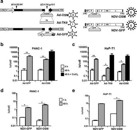 Ad Osm And Ndv Osm Replicate In Human And Hamster Pdac Cells A