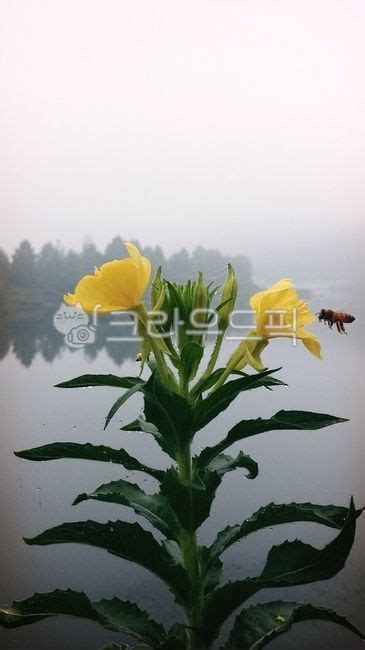 달맞이꽃 호수 안개 벌 호수풍경 사진이미지일러스트캘리그라피 낭만언니작가