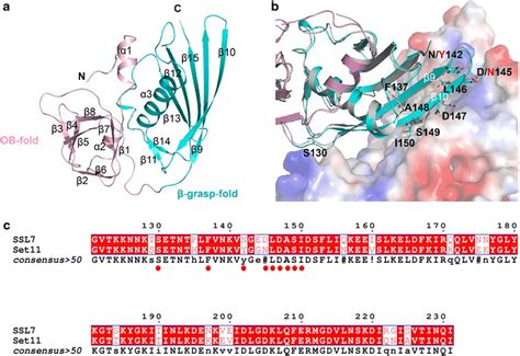 Structural Models Of Set11 And Set11 C5 Complex A Homology Model Of Download Scientific
