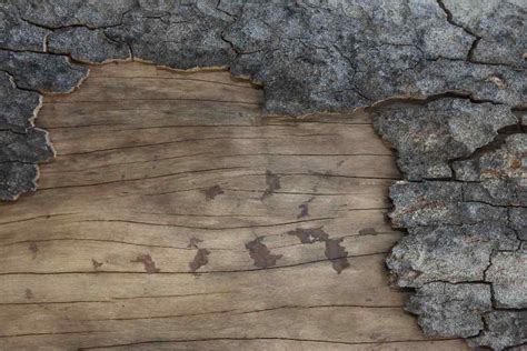 Signs Your Trees Are Sick