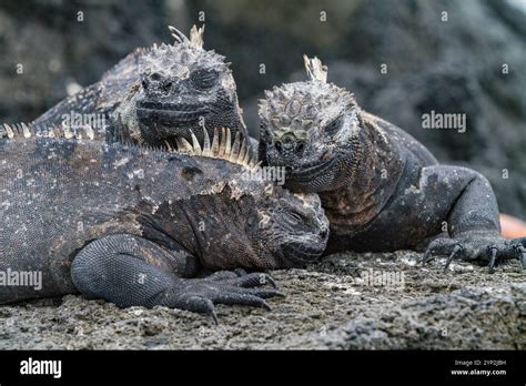 The Endemic Galapagos Marine Iguana Amblyrhynchus Cristatus In The
