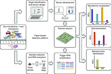 2 Illustration On Paper Based Biosensor Platform For Gut Microbiome