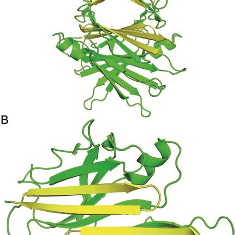 A X Ray Crystallographic Structure Of The Ttr Tetramer The β Hairpin
