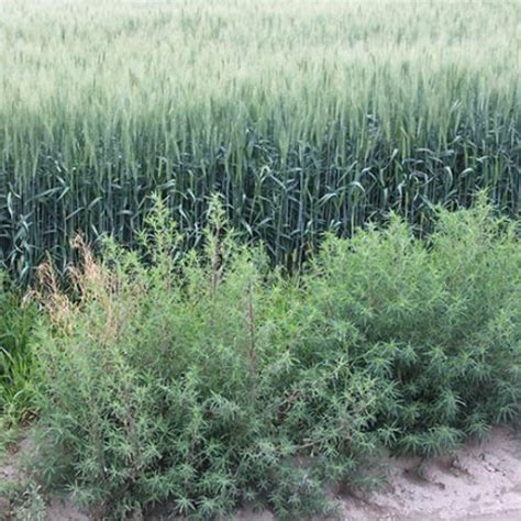 Kochia Identification And Control King County Washington