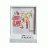 上海康谊教学仪器设备有限公司 上海康谊 电动系列解剖学模型 上海康谊医学教学仪器