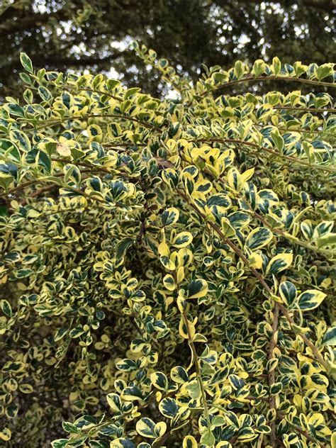 Trees Of Santa Cruz County Azara Microphylla Variegata Variegated