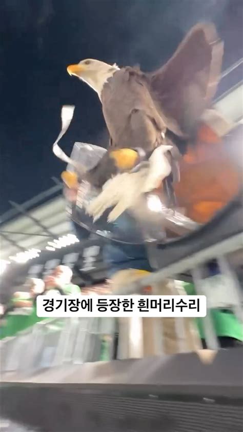 여행 여기서 행복할 것 미식축구 경기장에 나타난 독수리 축하무대🦅 필라델피아 이글스 미식축구팀의 경기에서 흰머리수리가 축하무대의 하이라이트로 등장하는데요 독수리는 커다란
