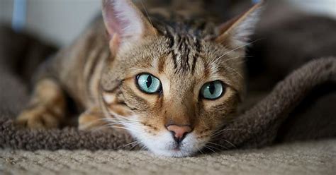 My Bengal Raja Imgur