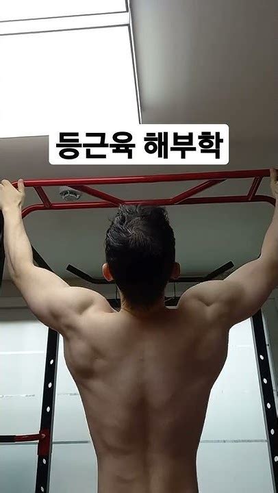 등근육 해부학 Youtube