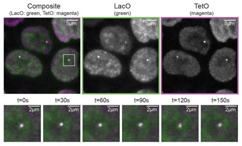 New Preprint Online Live Cell Imaging And Physical Modeling Reveal