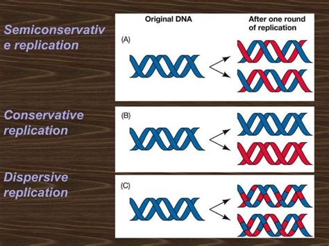 Presentation On Eukaryotic Dna Replication Ppt