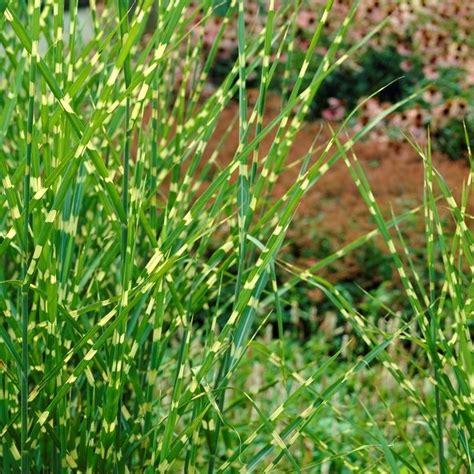 Miscanthus Sinensis Strictus Zebrinus Zebra Grass Ornamental