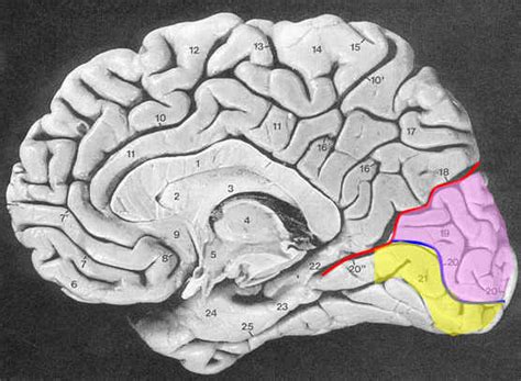 Calcarine Sulcus