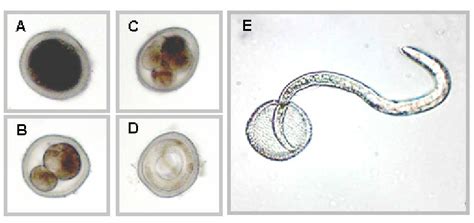 Toxocara Canis Egg