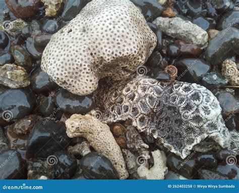 Fossilized Coral Reefs Washed Up On Morowali Beach Coral With A Pattern