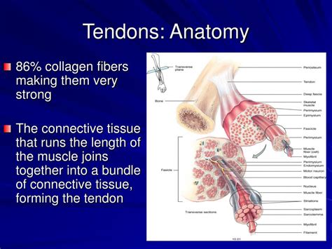 Ppt Connective Tissue Hkin 473 Powerpoint Presentation Free Download Id2686072