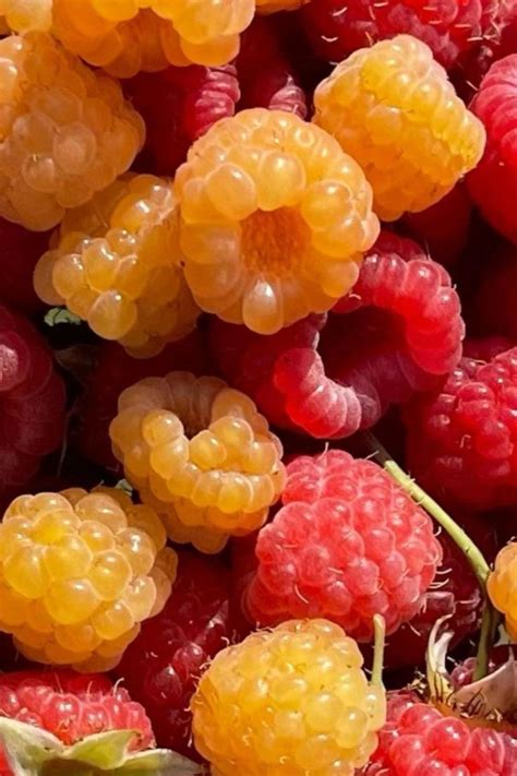 Colorful Raspberry Display