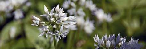 Билкови концентрати екстракти пакети и смеси Билколечение