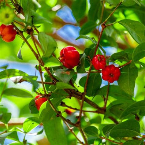 Muda De Pitanga Vasoandflor