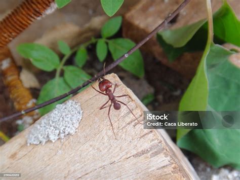 개미 자연의 사회적 협력자 환경 균형을 위한 필수 곤충 자연의 세부 사항 나뭇잎을 자르는 개미 행동하는 자연의 초상화 정확성과 힘 잎꾼개미의 작업 개미와 나뭇잎과의 상호